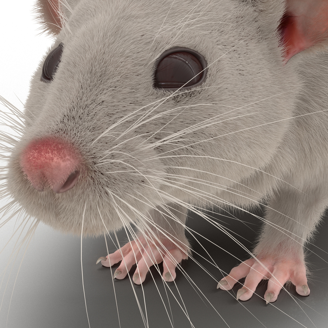 3d model white rat fur