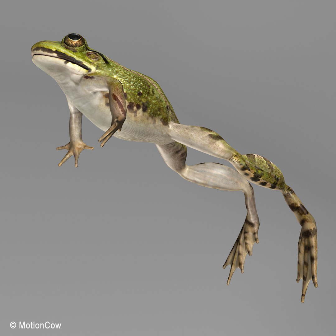 Green Frog Max