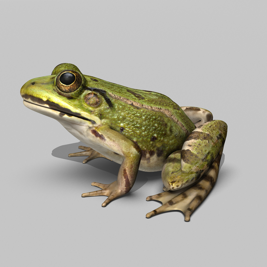 Green Frog Max