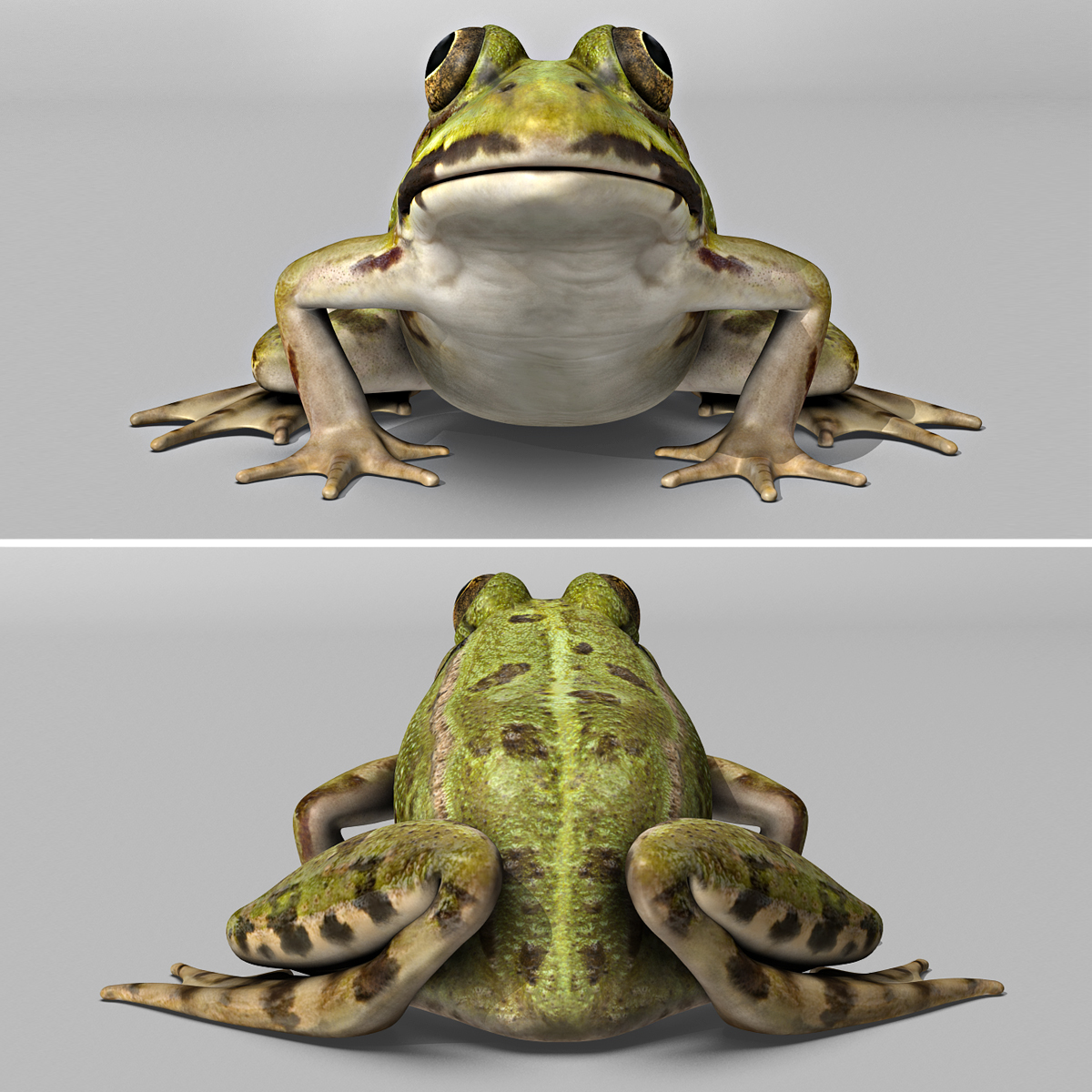 green frog max