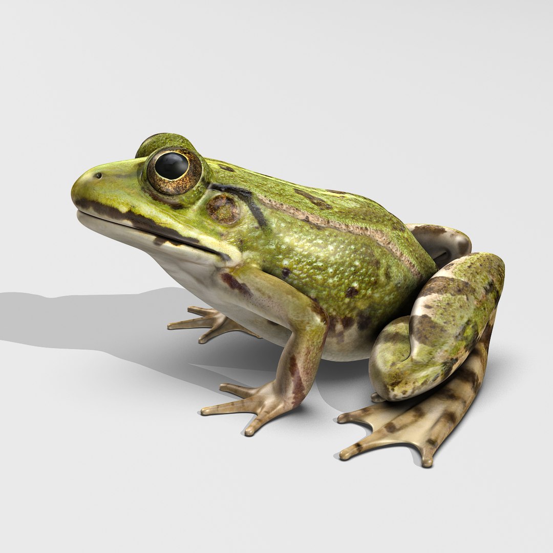 Green Frog Max