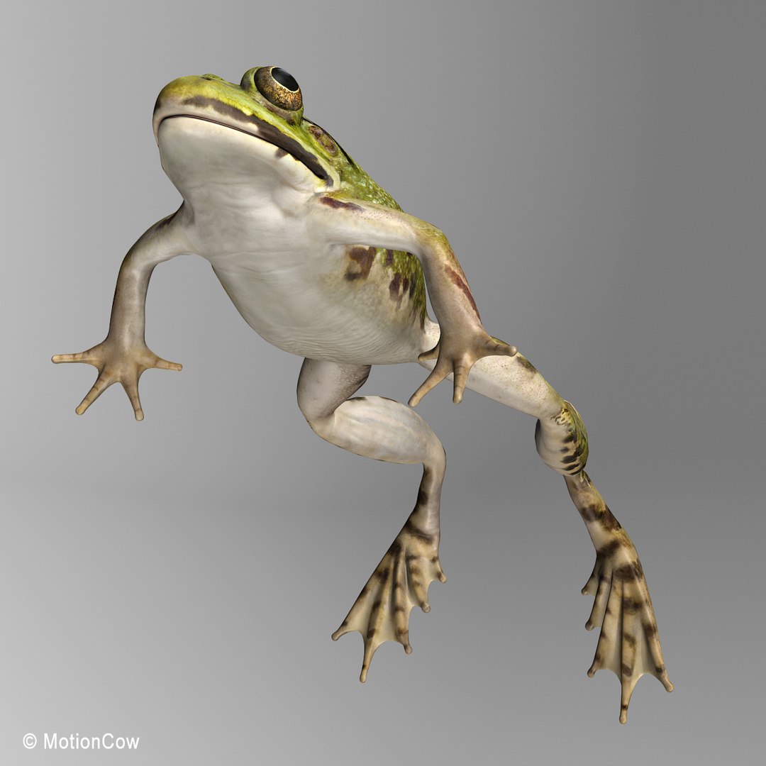 Green Frog Max