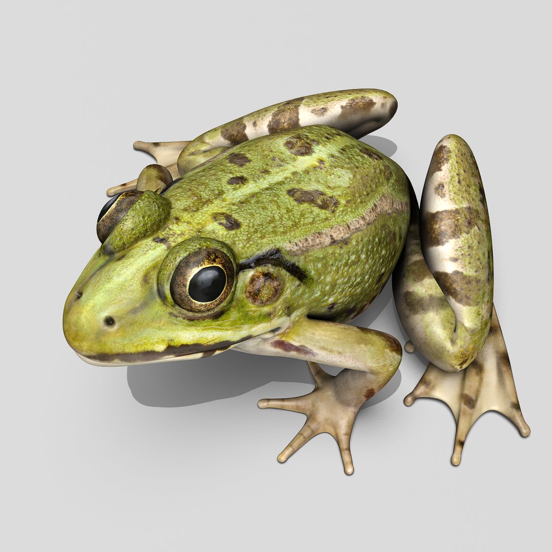 Green Frog Max