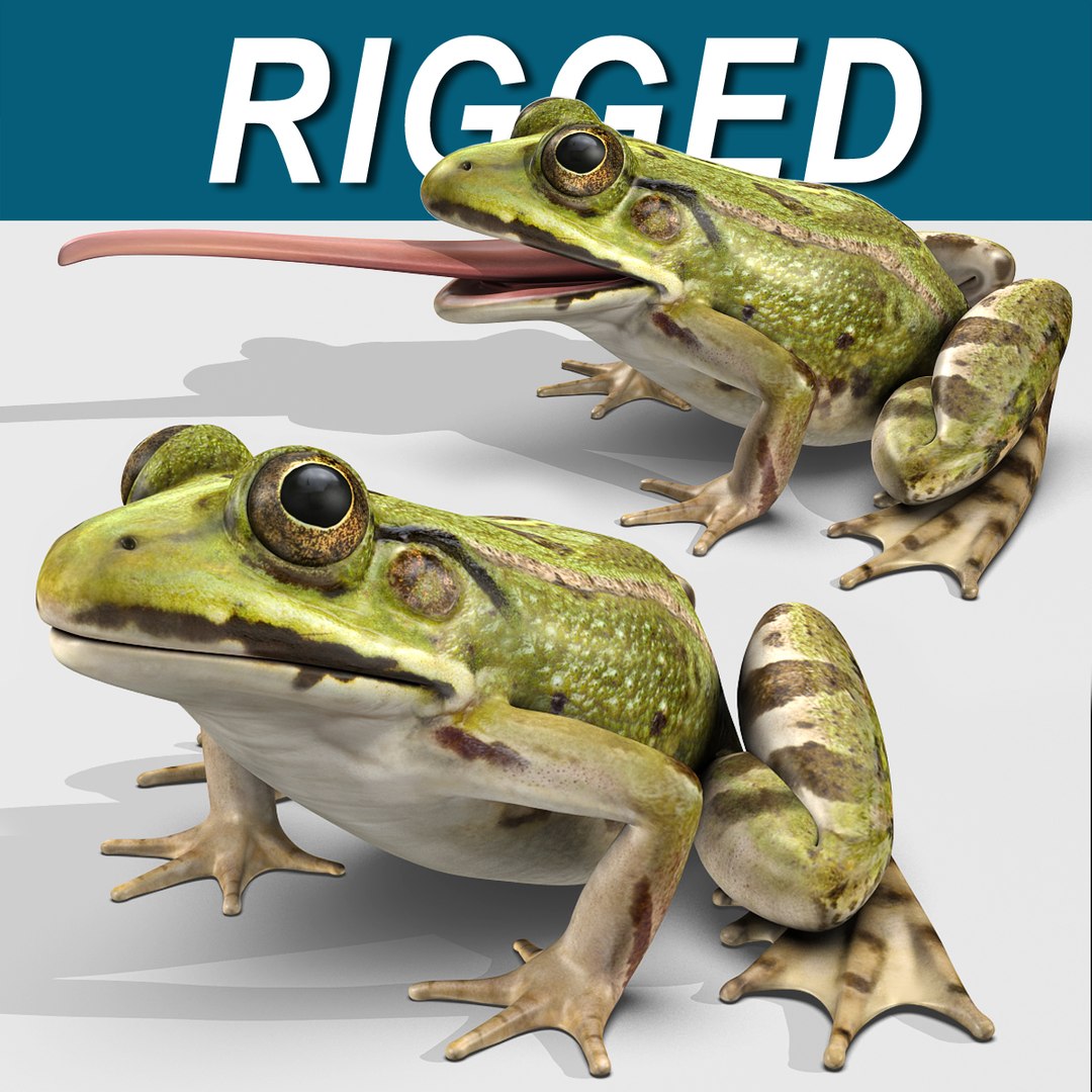 green frog max
