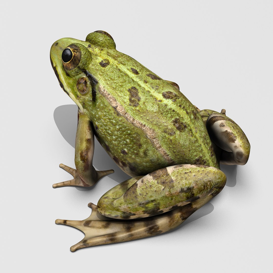 Green Frog Max