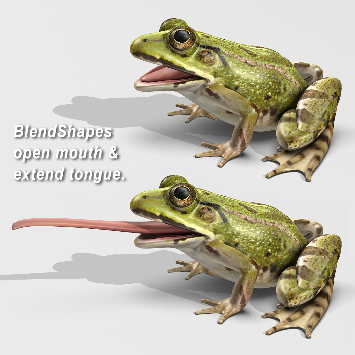 green frog max