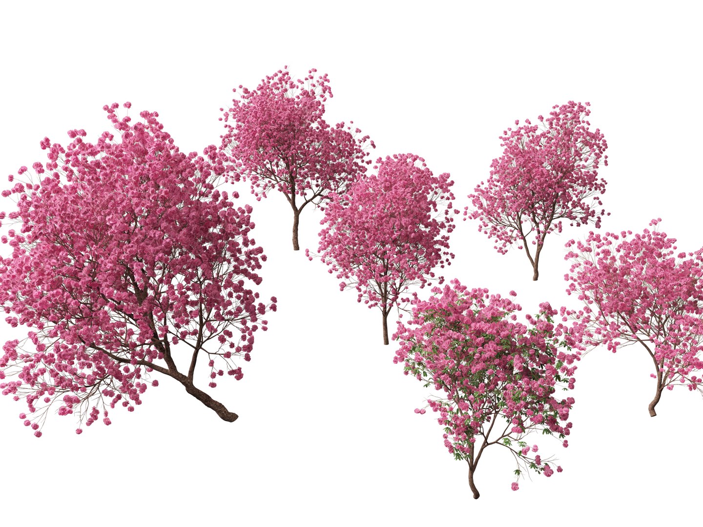 3D Handroanthus Impetiginosus - Pink Trumpet Tree Model - TurboSquid ...