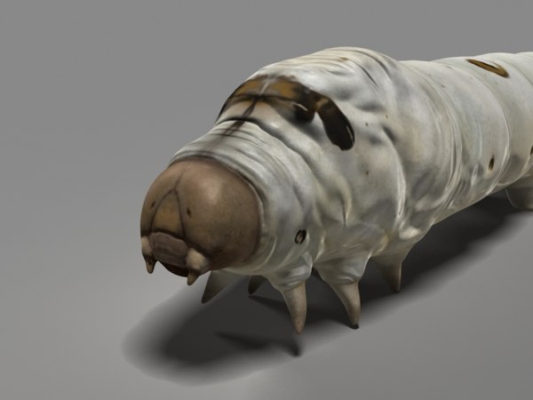 3D Worm Models | TurboSquid