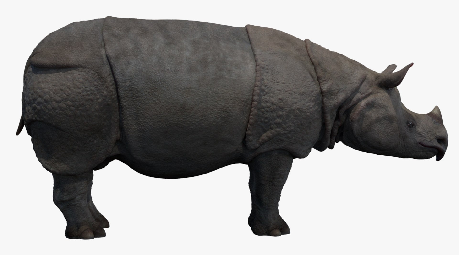 3D Javan Rhinoceros Rhino Model - TurboSquid 1239887