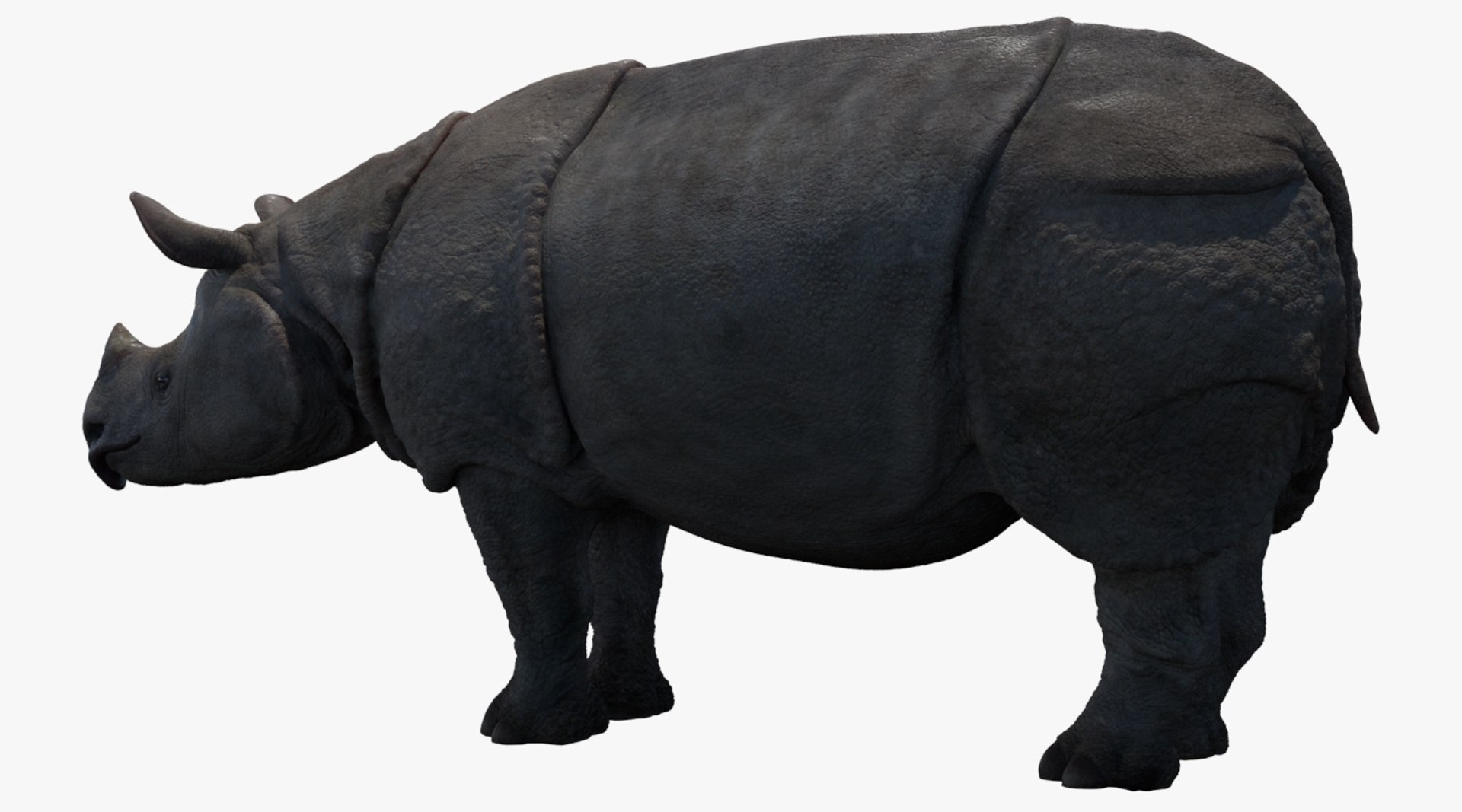 3D Javan Rhinoceros Rhino Model - TurboSquid 1239887
