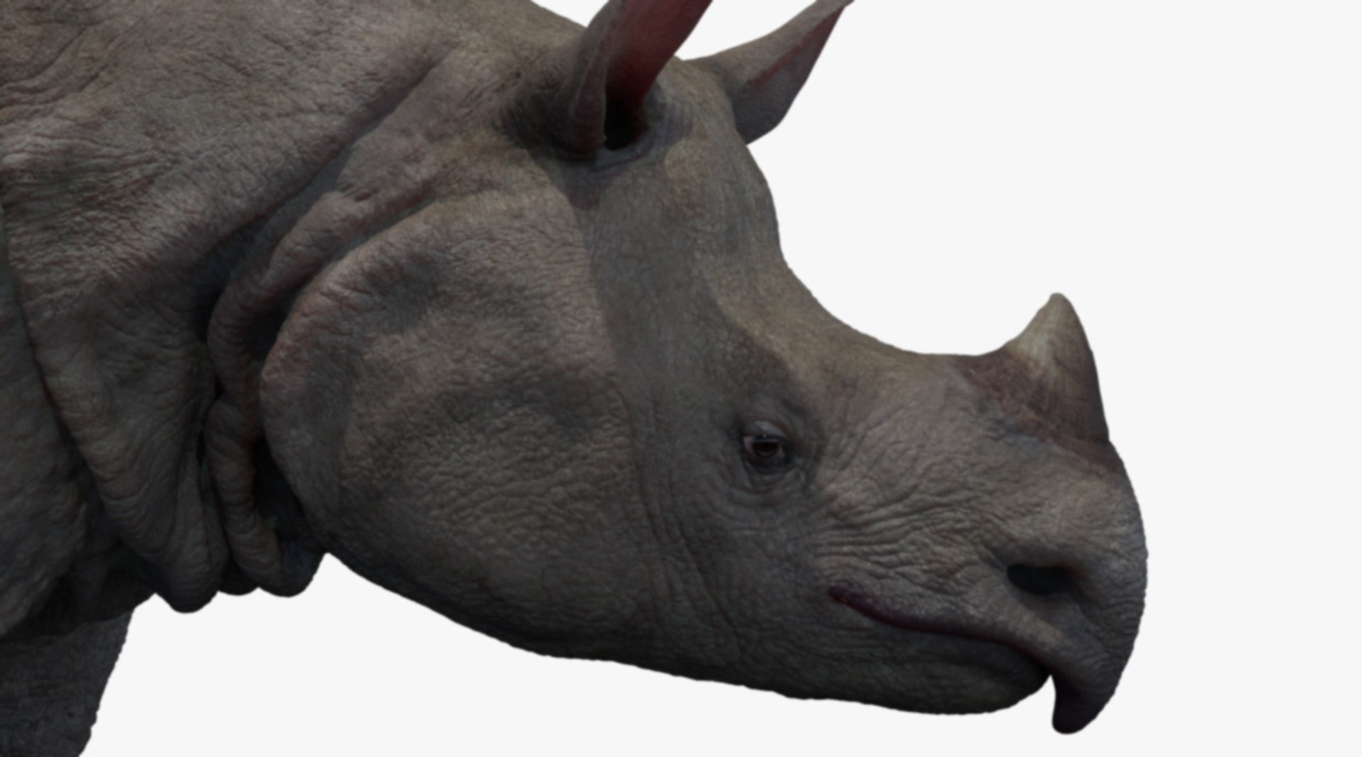3D Javan Rhinoceros Rhino Model - TurboSquid 1239887