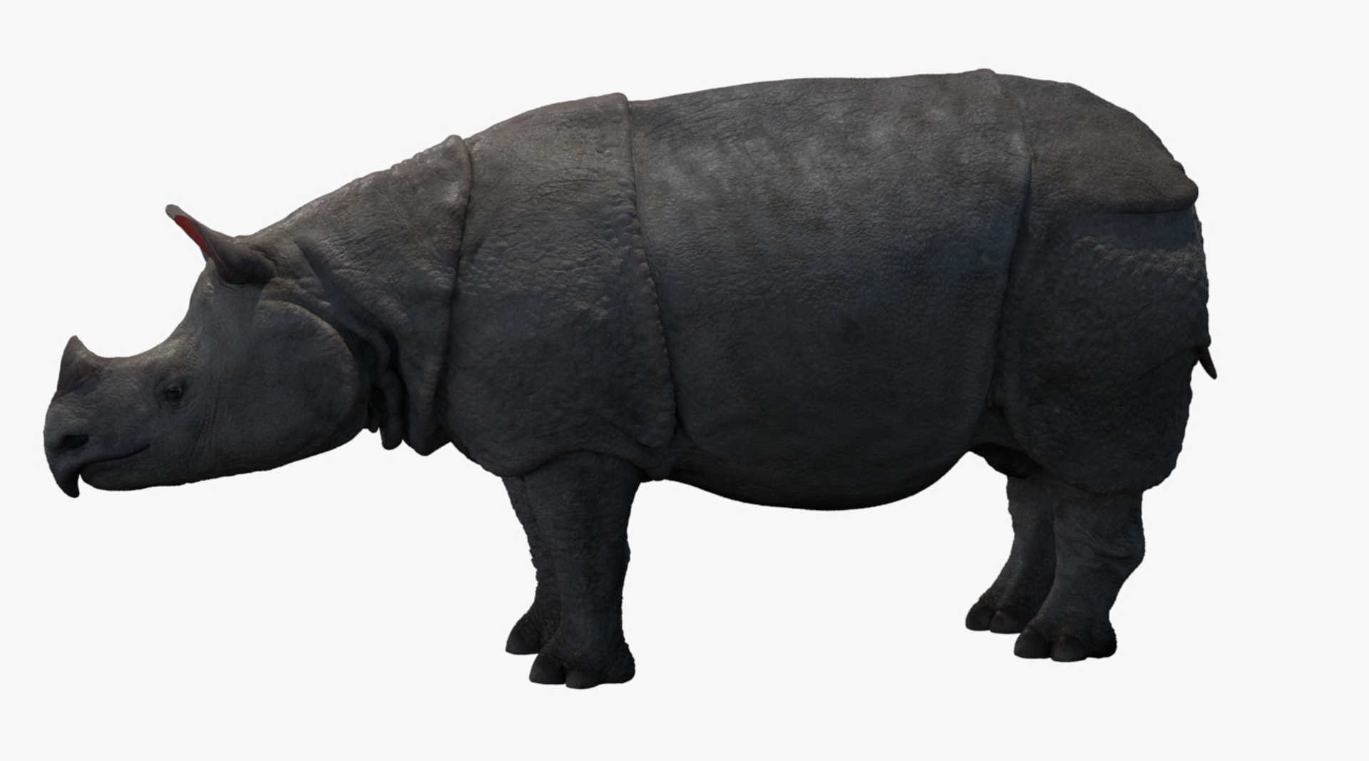 3D Javan Rhinoceros Rhino Model - TurboSquid 1239887