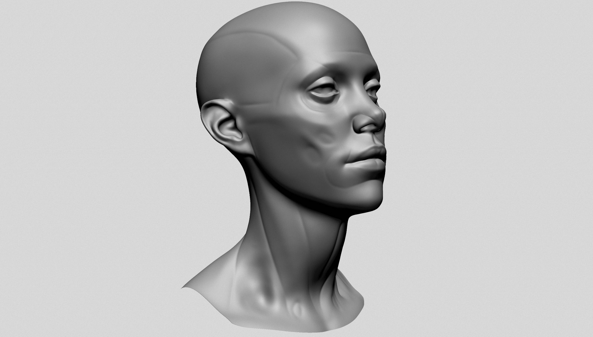 3D Female Head Anatomy B - TurboSquid 2209904