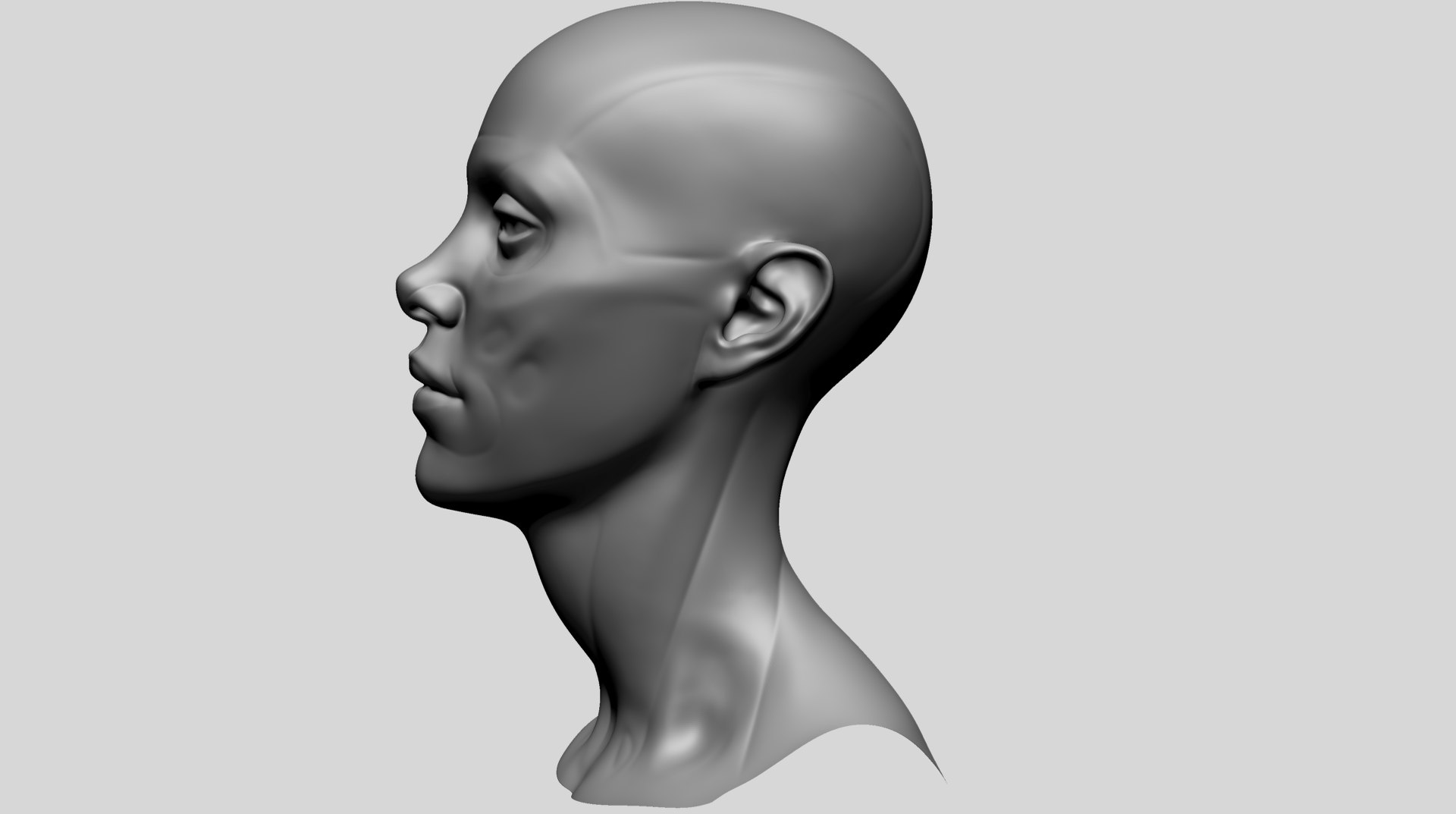 3D Female Head Anatomy B - TurboSquid 2209904