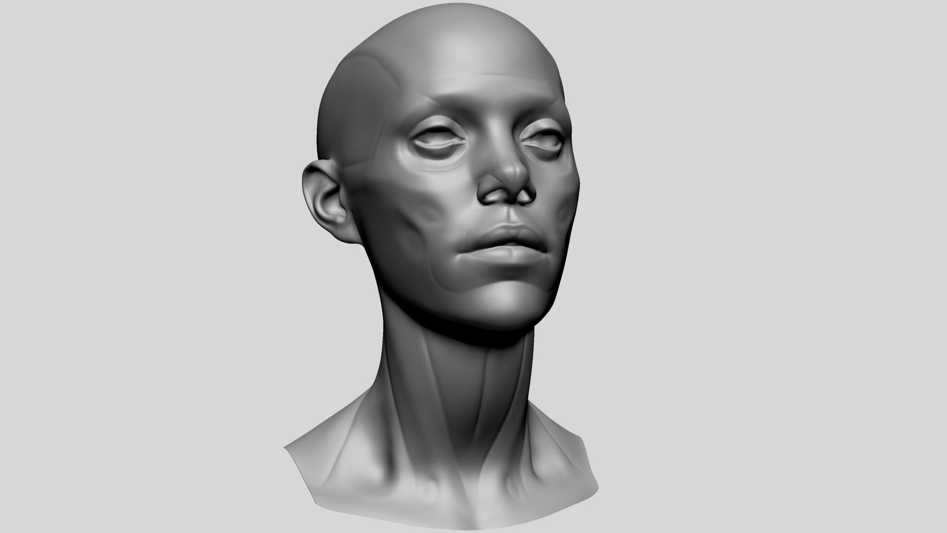 3D Female Head Anatomy B - TurboSquid 2209904