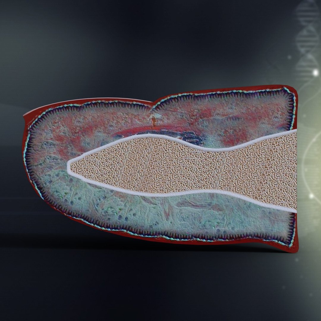 Human Finger Anatomy Hand 3d Model