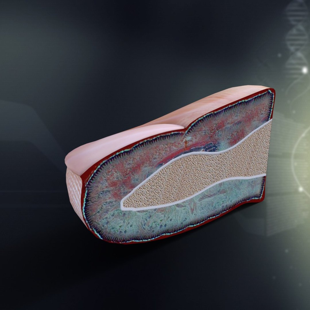 Human Finger Anatomy Hand 3d Model