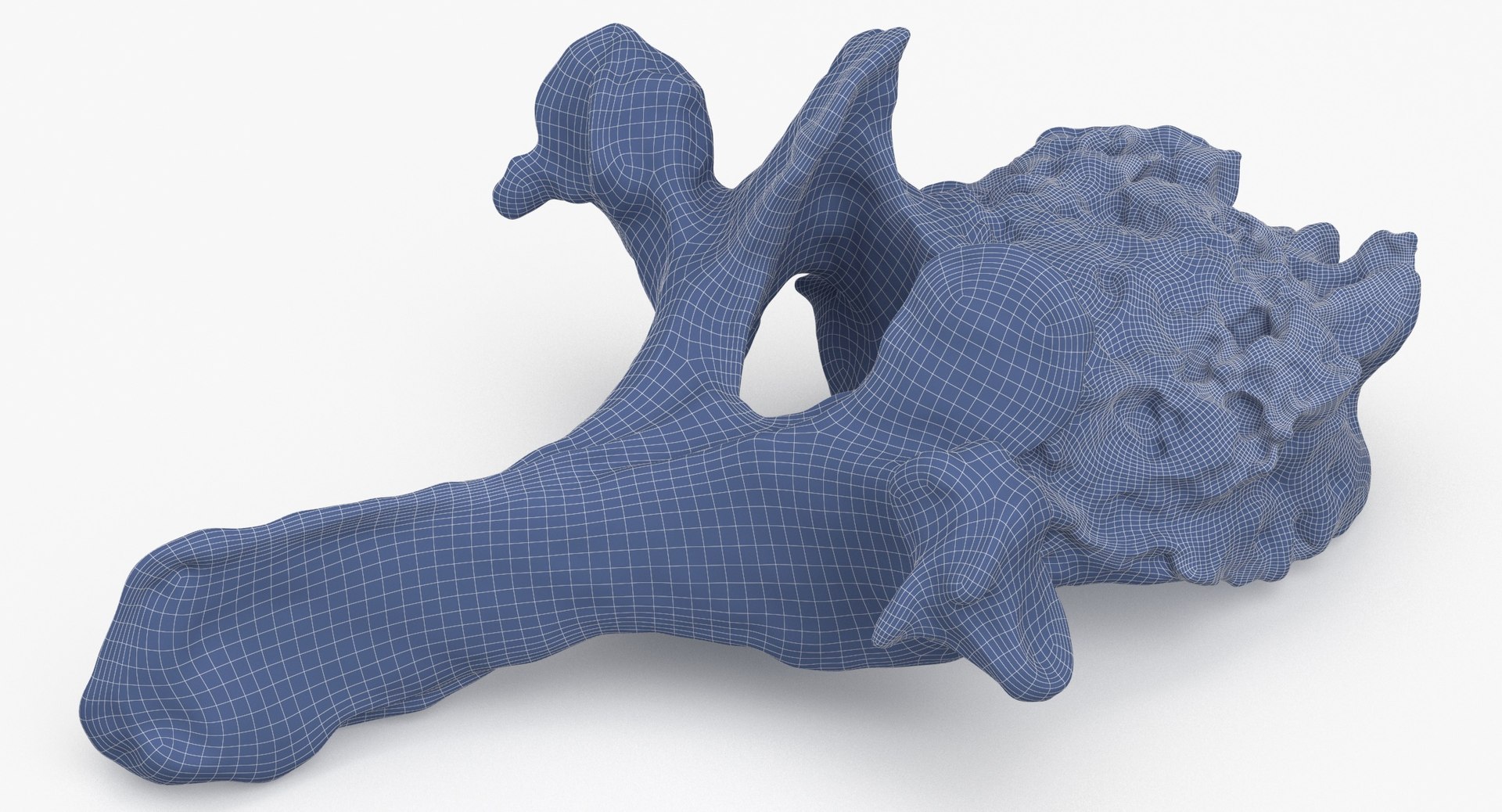 Pavian Monkey Male Thoracic Vertebrae TH3 3D Model - TurboSquid 2071781