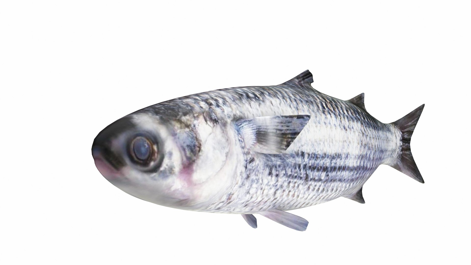 Mullet Fish 3D Model - TurboSquid 2379194