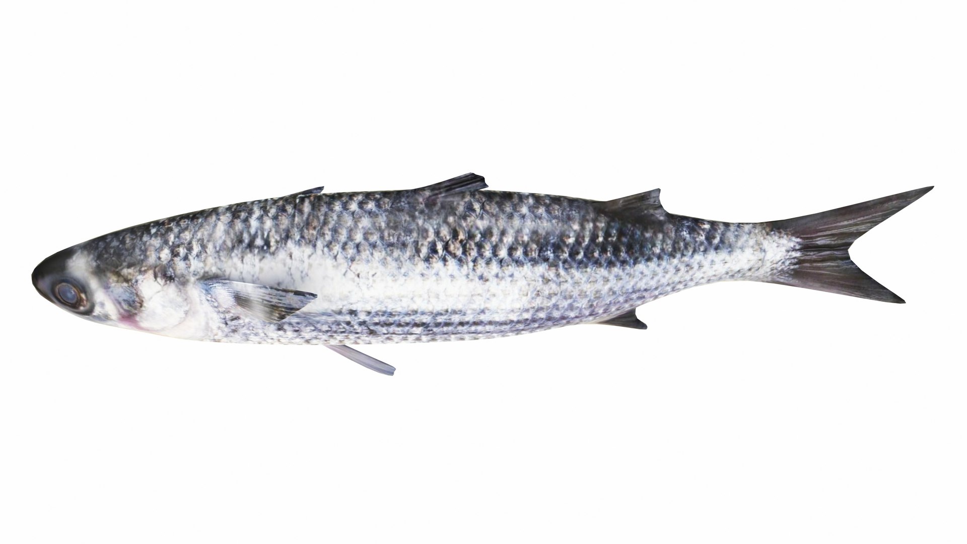 Mullet Fish 3D Model - TurboSquid 2379194