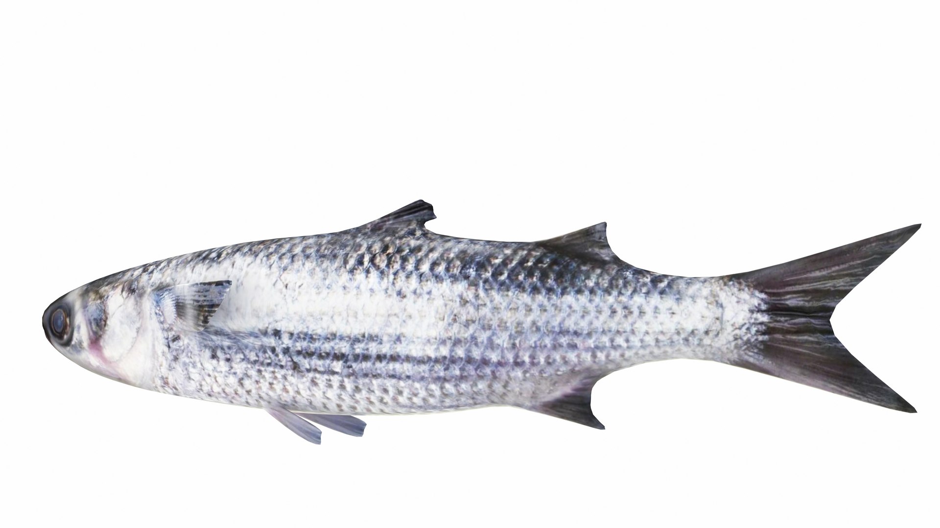 Mullet Fish 3D Model - TurboSquid 2379194