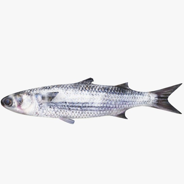 modèle 3D de Poisson mulet - TurboSquid 2379194