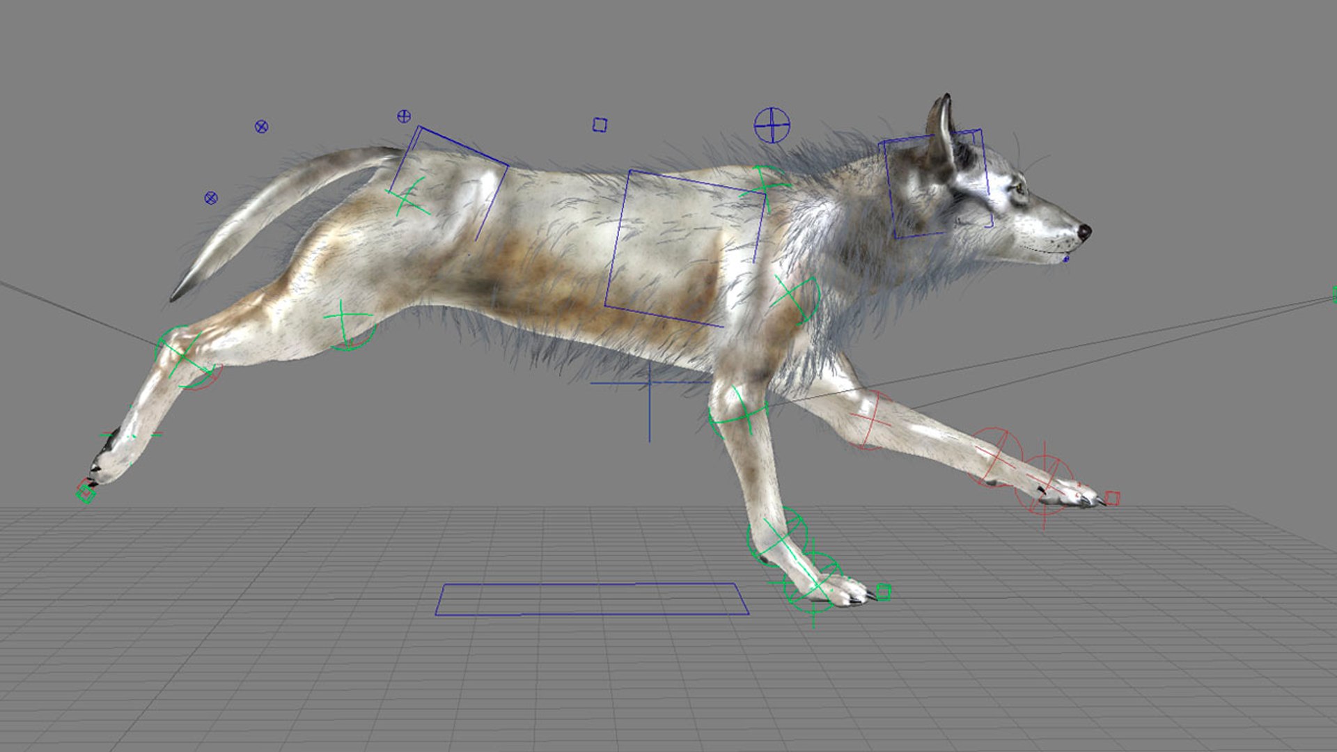 Xsi Photorealistic Wolf Canis Animation