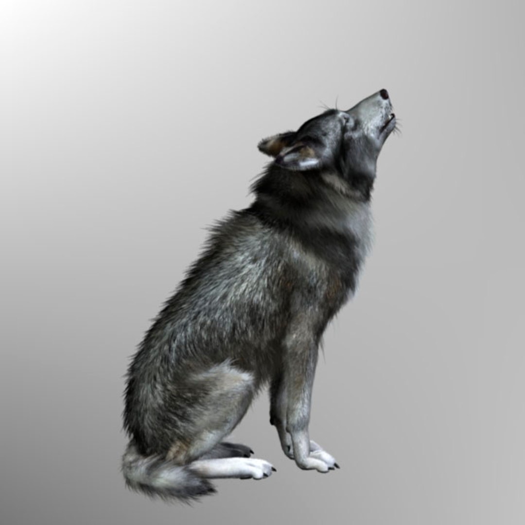 Xsi Photorealistic Wolf Canis Animation