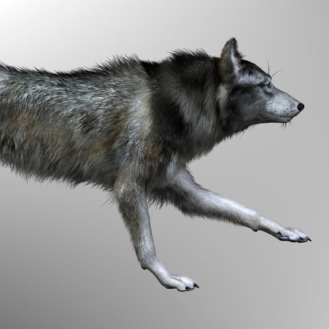 Xsi Photorealistic Wolf Canis Animation