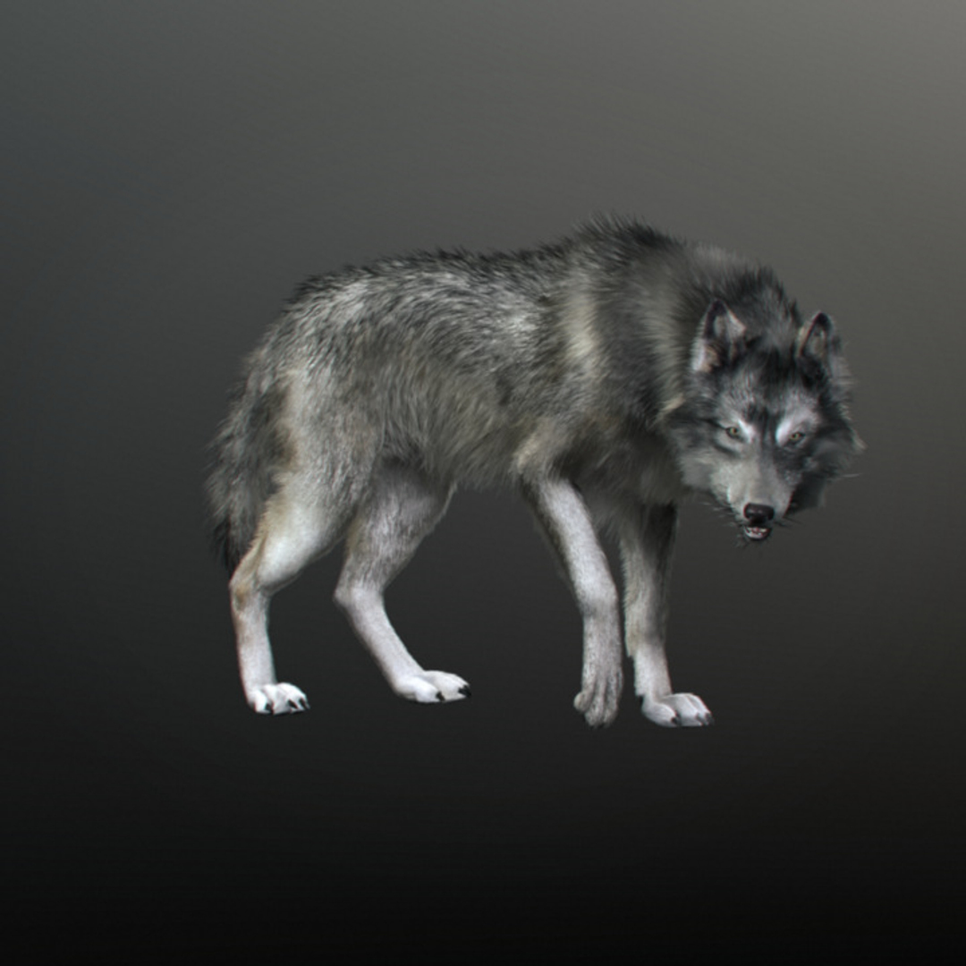 Xsi Photorealistic Wolf Canis Animation