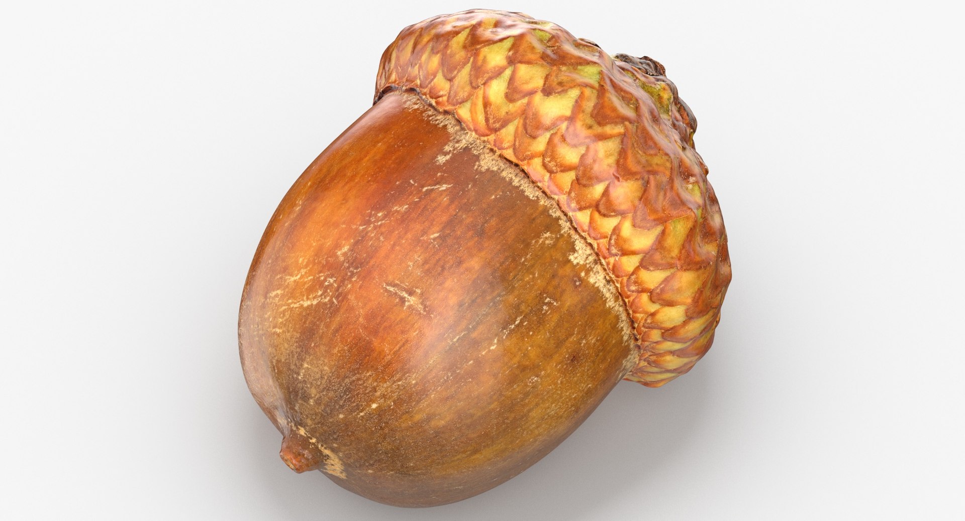 Acorn 02 3D model - TurboSquid 1514388