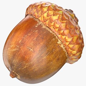 Low Poly Acorn 3D Models For Download | TurboSquid