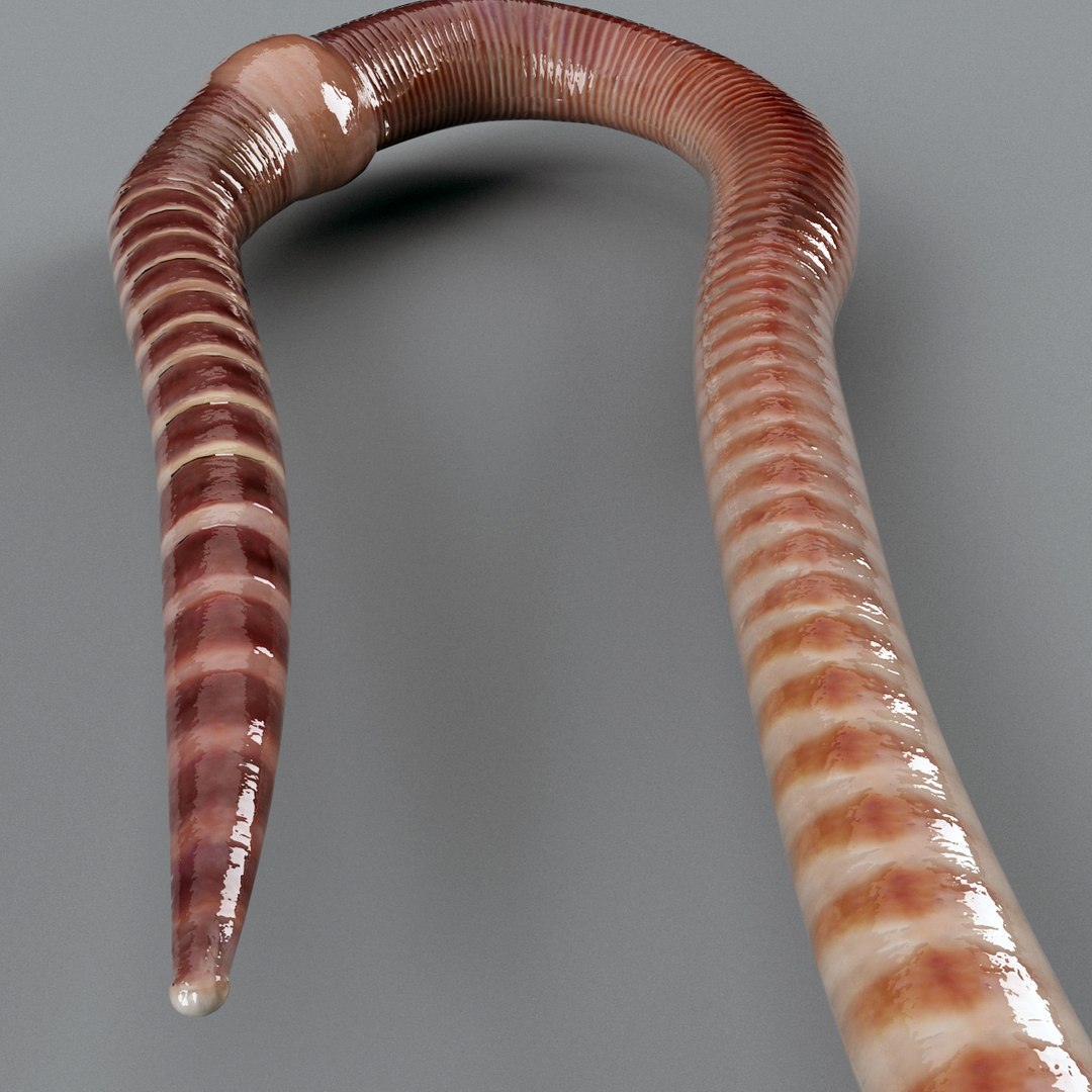 Earthworm Modelled 3d Max