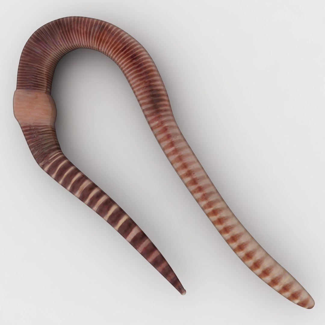 Earthworm Modelled 3d Max