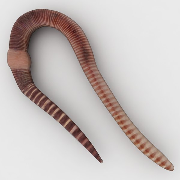 earthworm modelled 3d max
