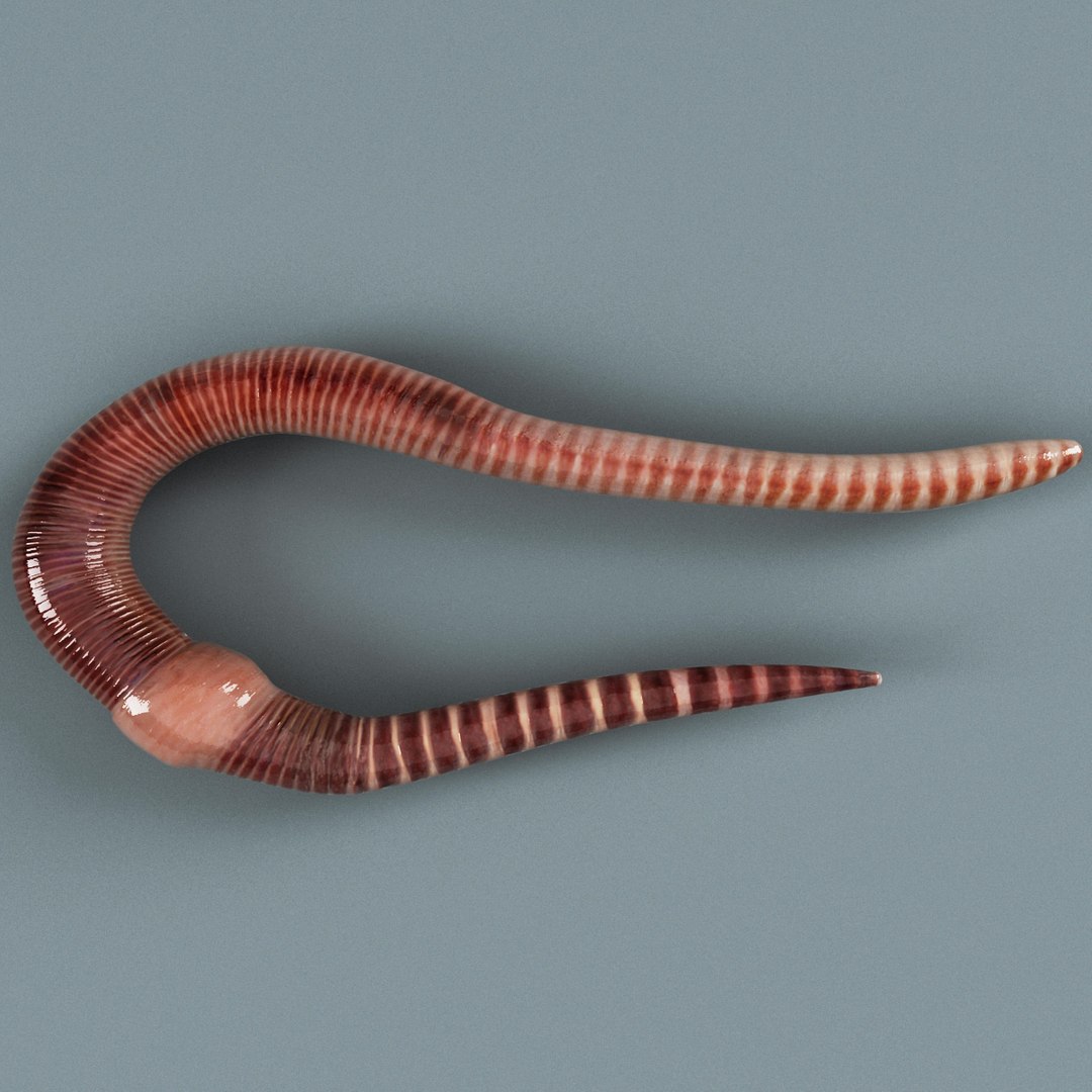 Earthworm Modelled 3d Max