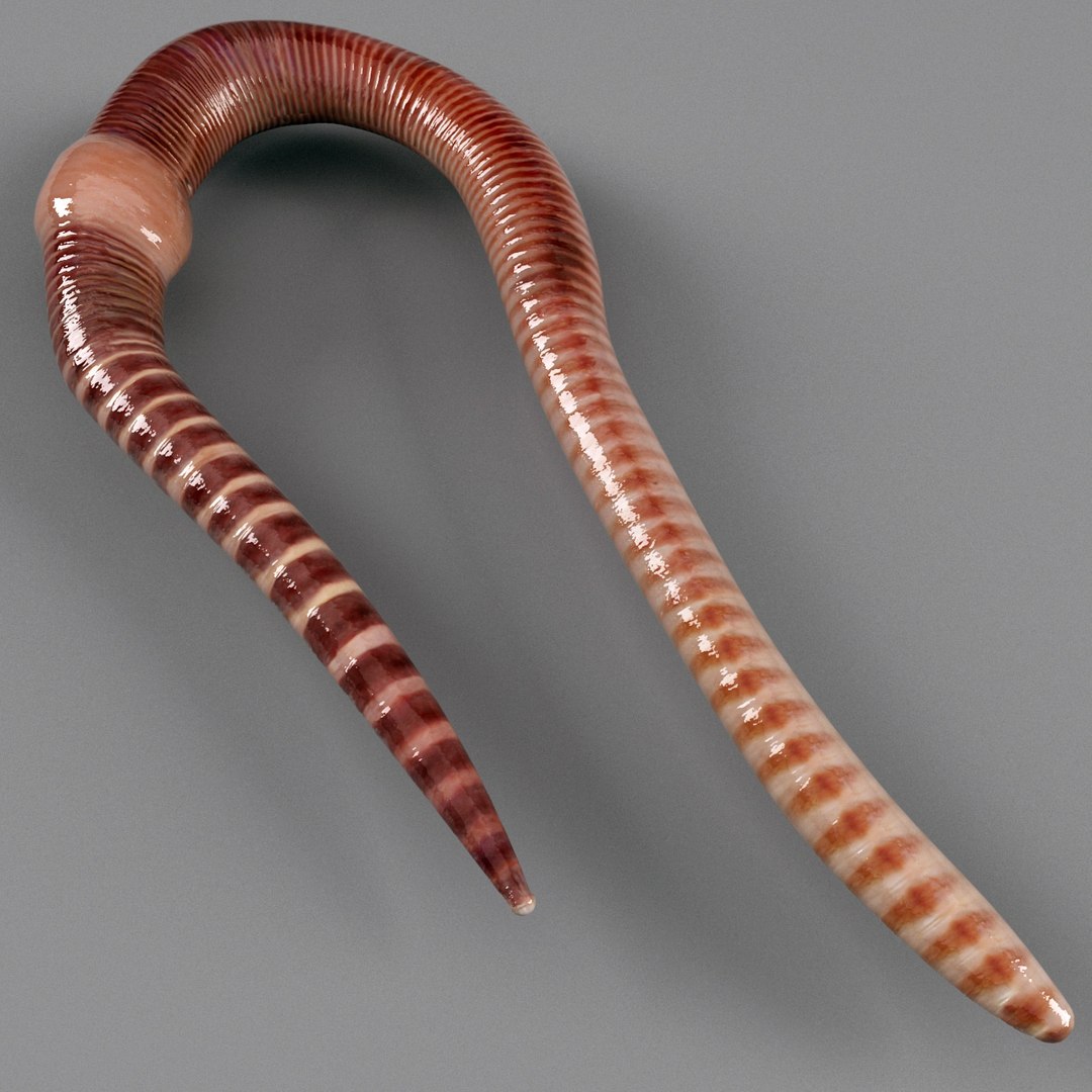 Earthworm Modelled 3d Max