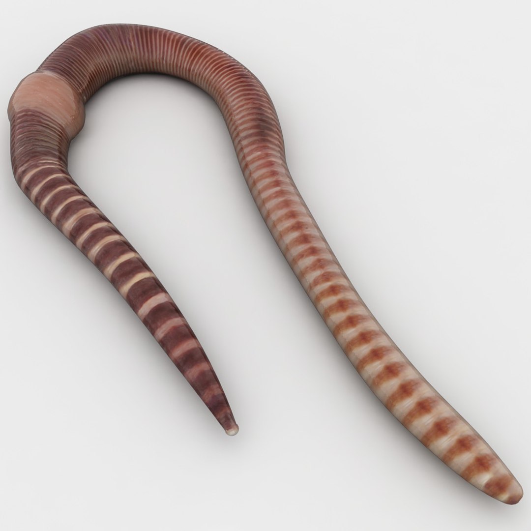 earthworm modelled 3d max