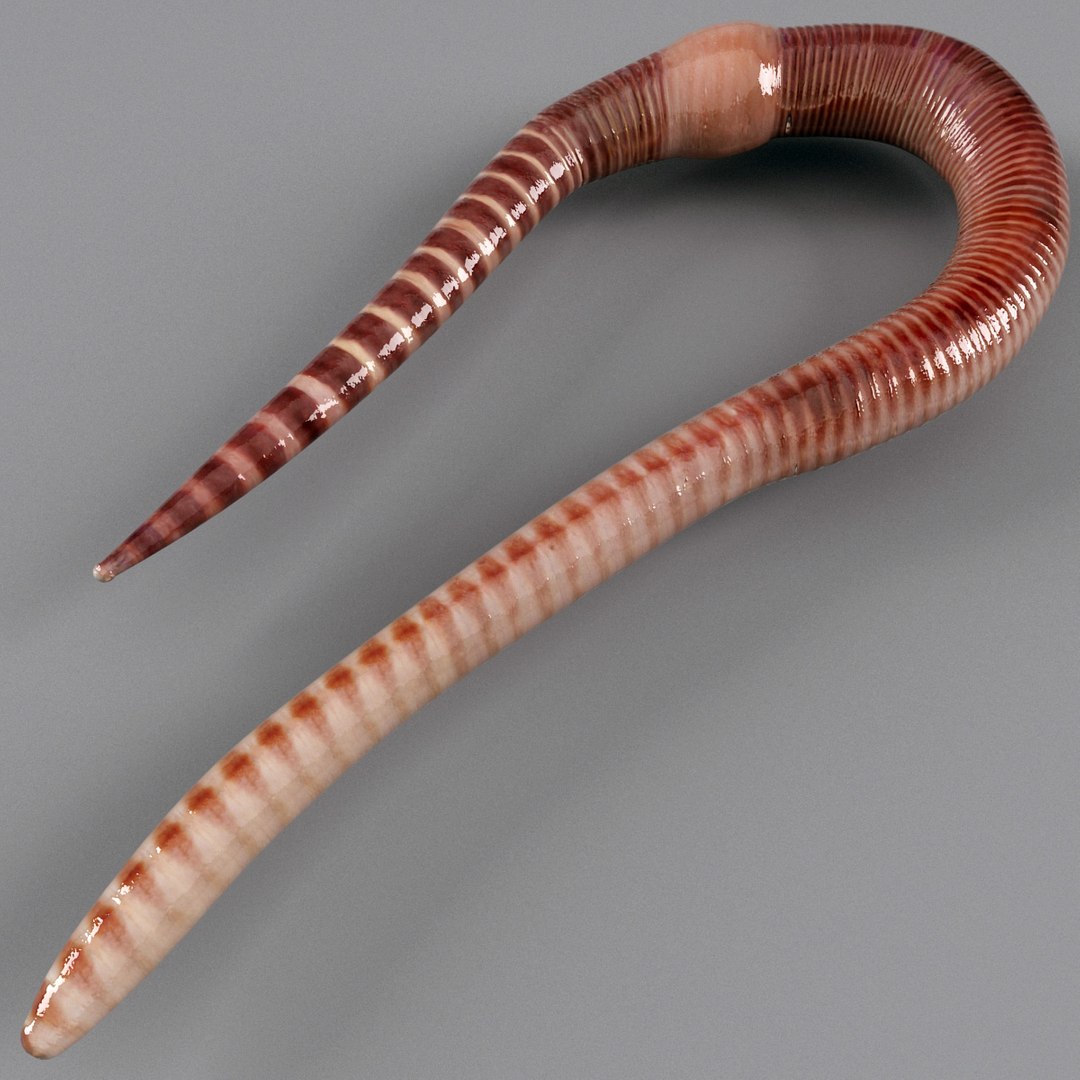 Earthworm Modelled 3d Max