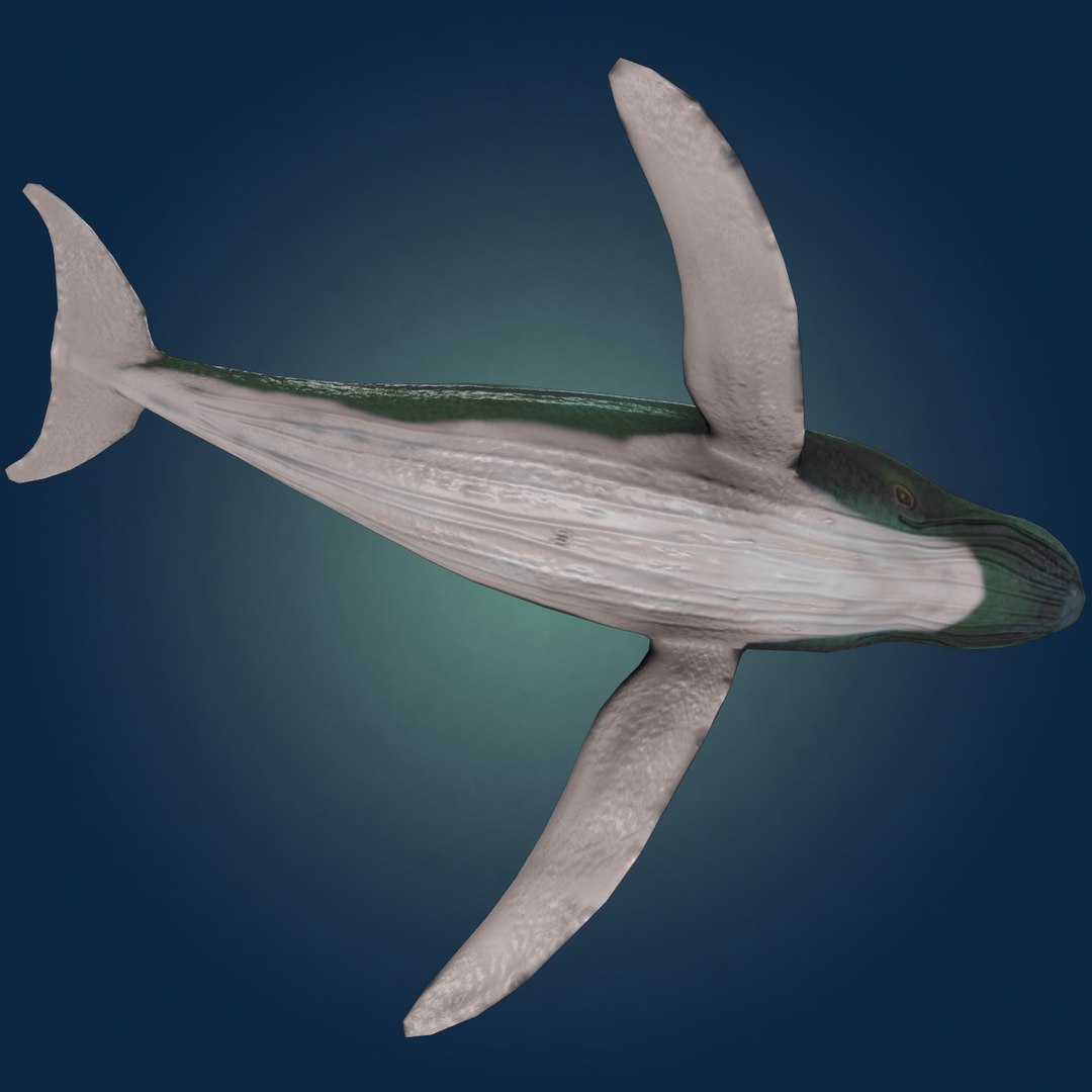 3d Max Whale Animation