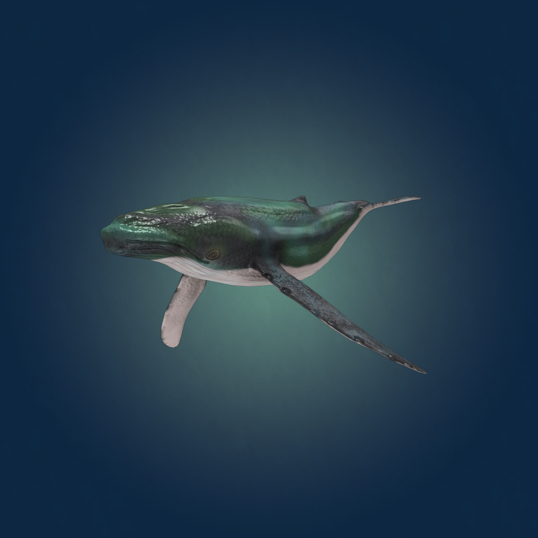 3d Max Whale Animation