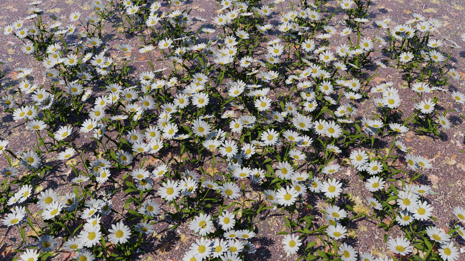 Chamomile Meadow 3D Model - TurboSquid 2027055