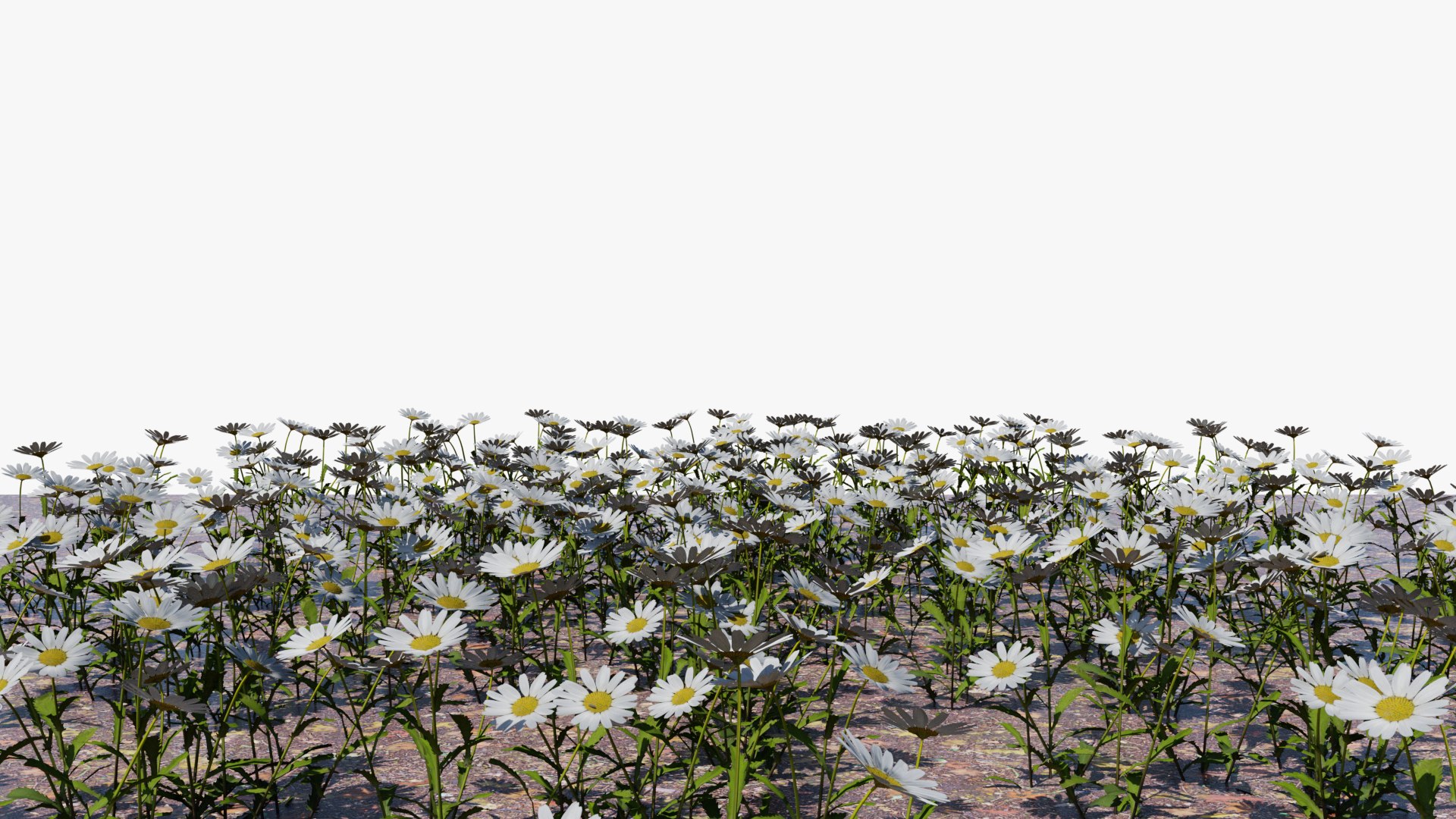 Chamomile Meadow 3D Model - TurboSquid 2027055