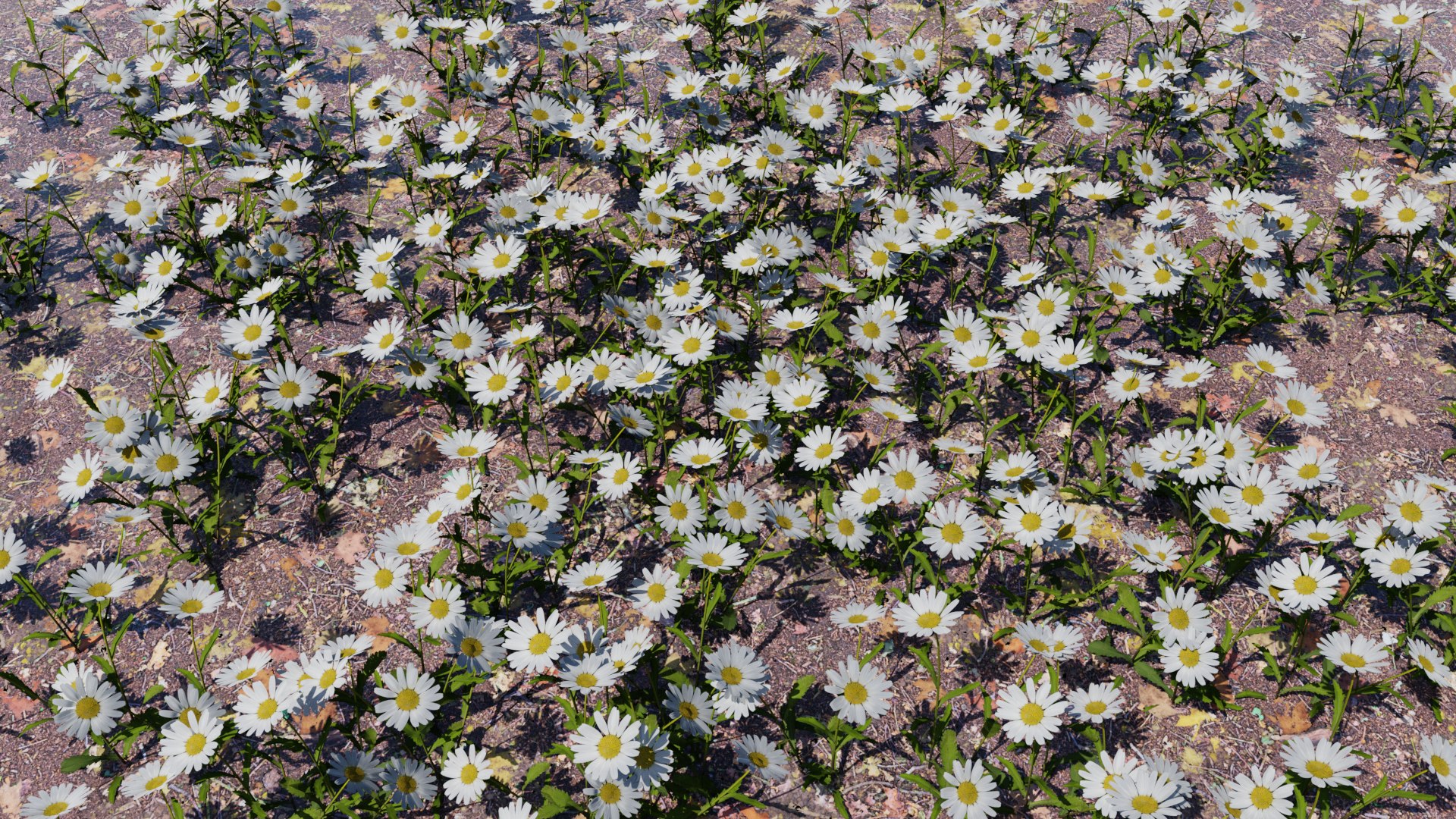 Chamomile Meadow 3D Model - TurboSquid 2027055