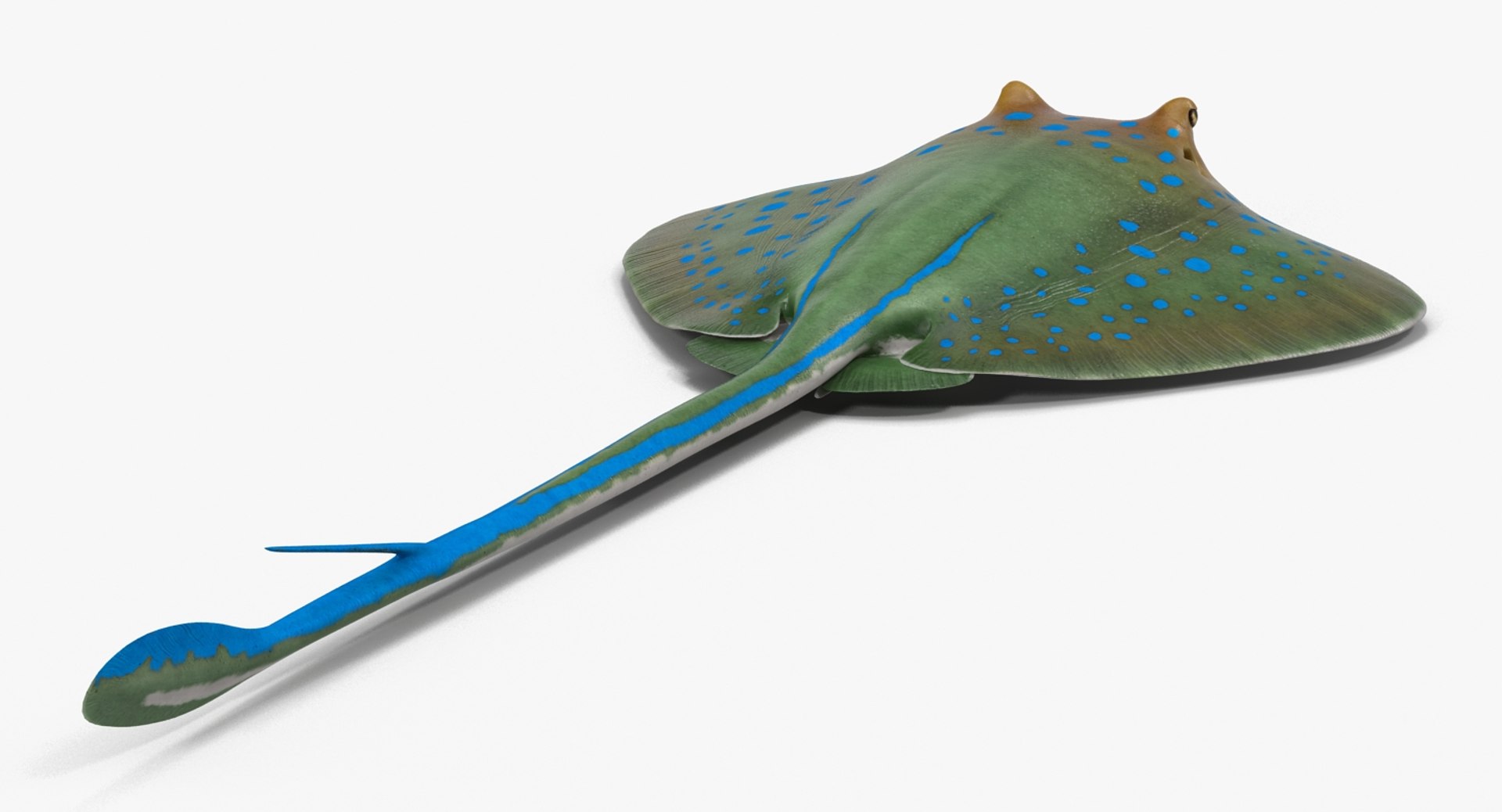 c4d blue spotted stingray rigged