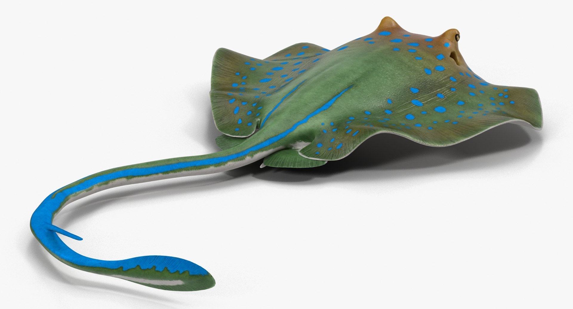 c4d blue spotted stingray rigged
