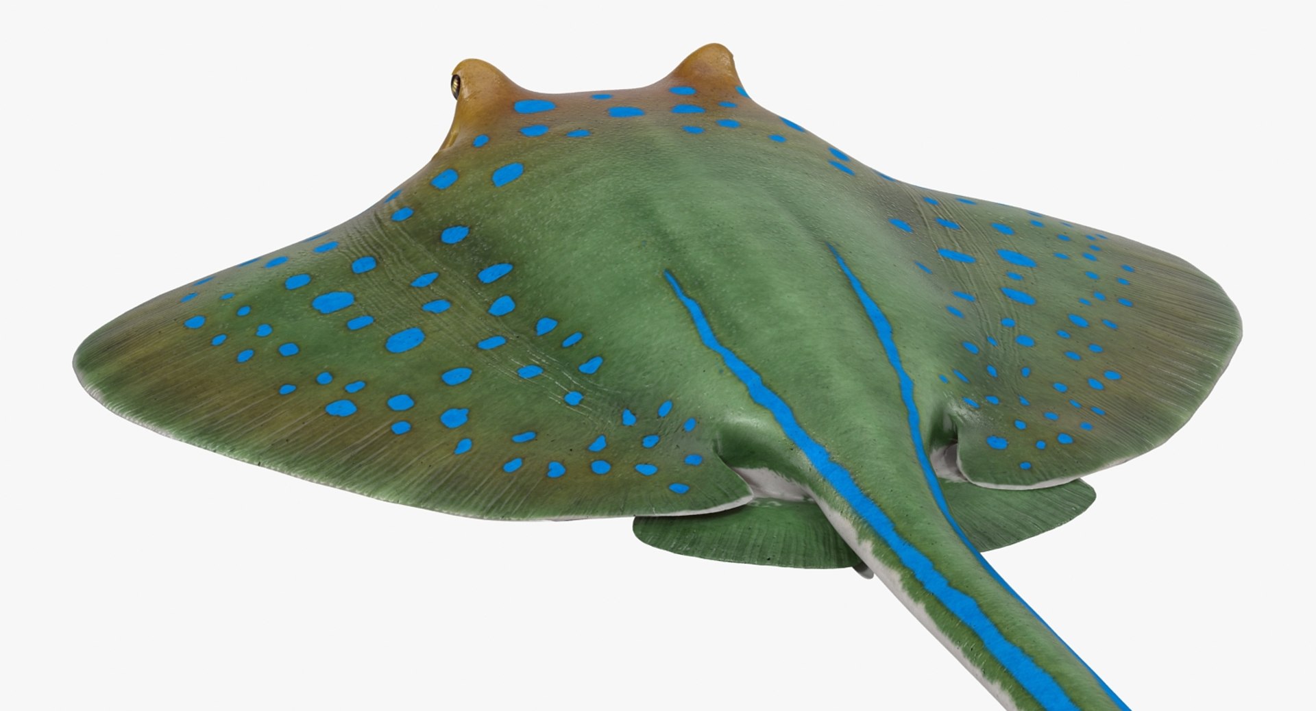 c4d blue spotted stingray rigged