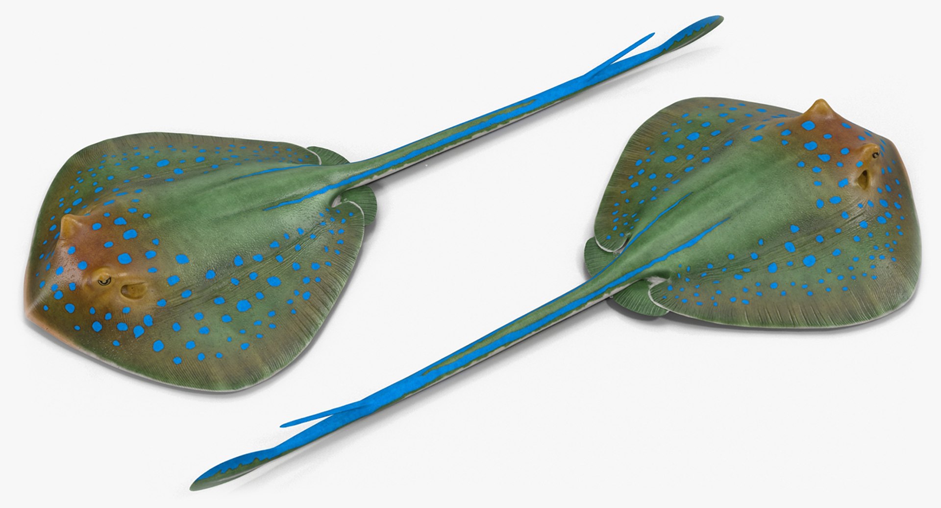 c4d blue spotted stingray rigged