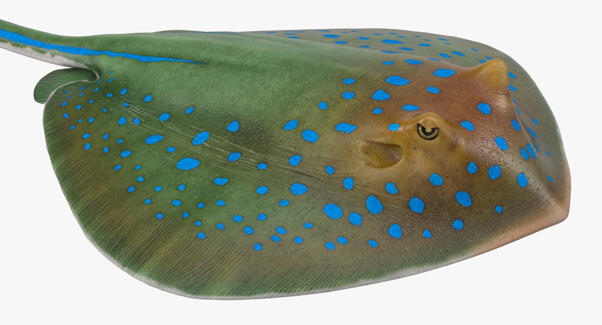 c4d blue spotted stingray rigged