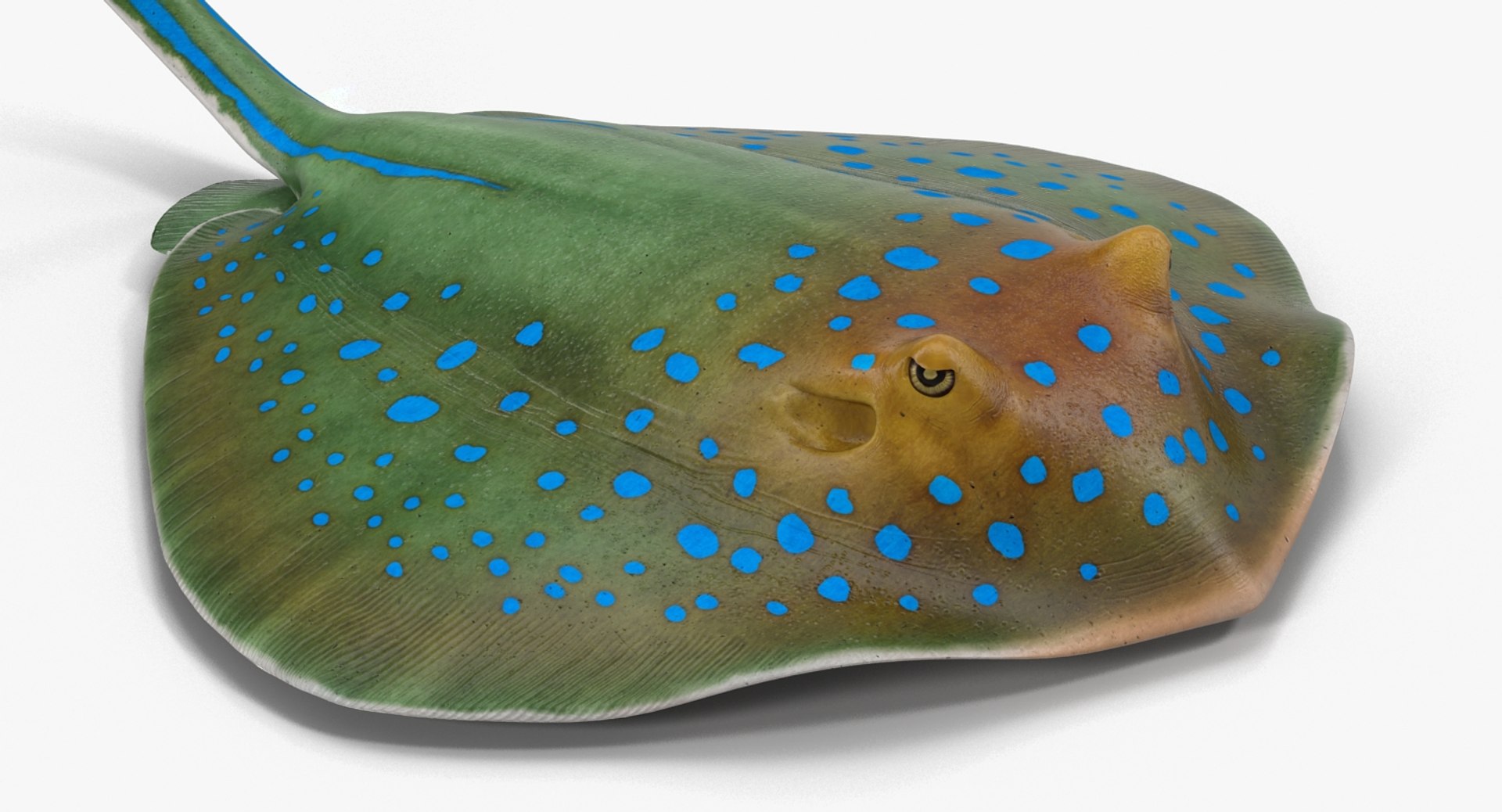 c4d blue spotted stingray rigged